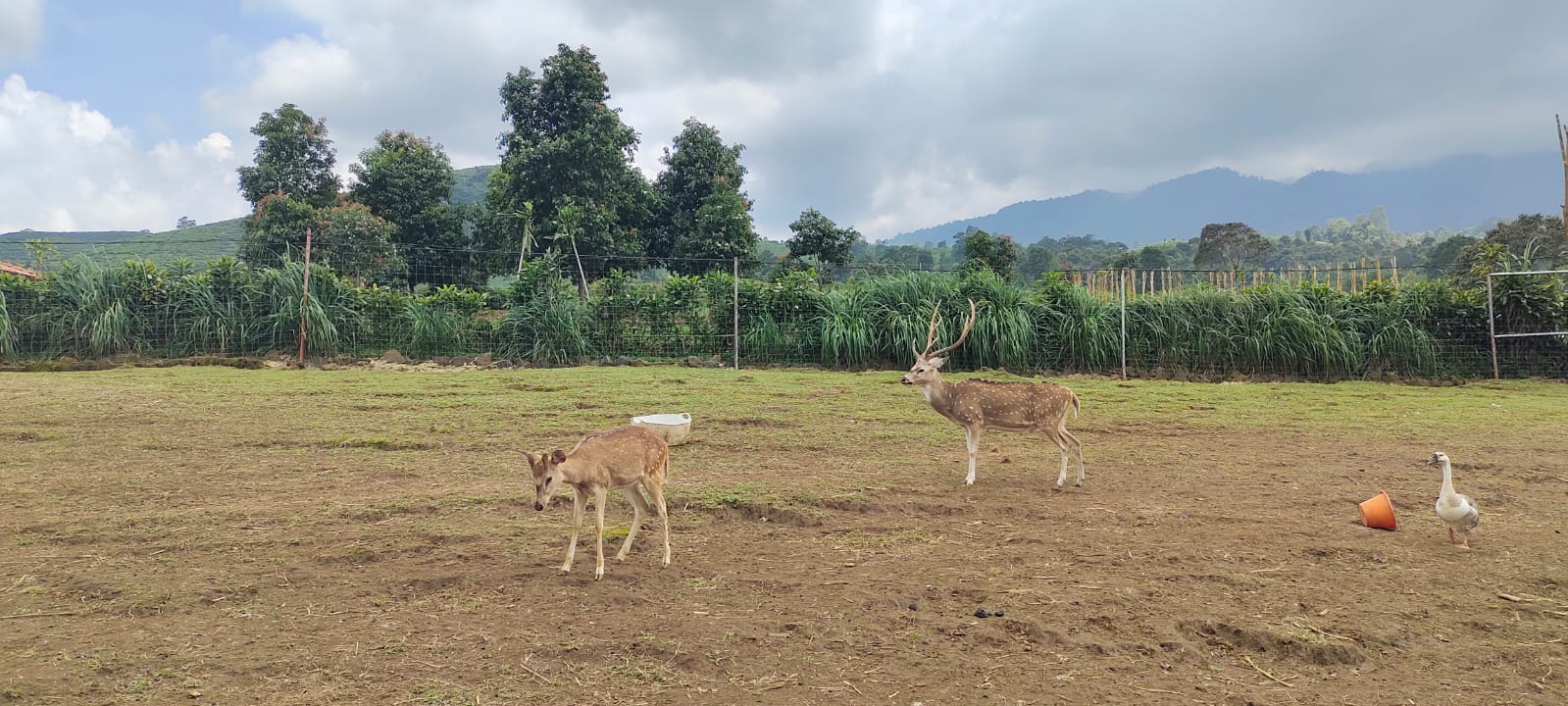 Di Subang Kini Ada Penangkaran Rusa, Cocok untuk Wisata Edukasi ...