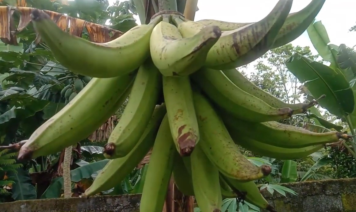 Ciri Ciri Pisang Tanduk: 6 Ciri yang Membedakan Pisang Tanduk Dengan ...