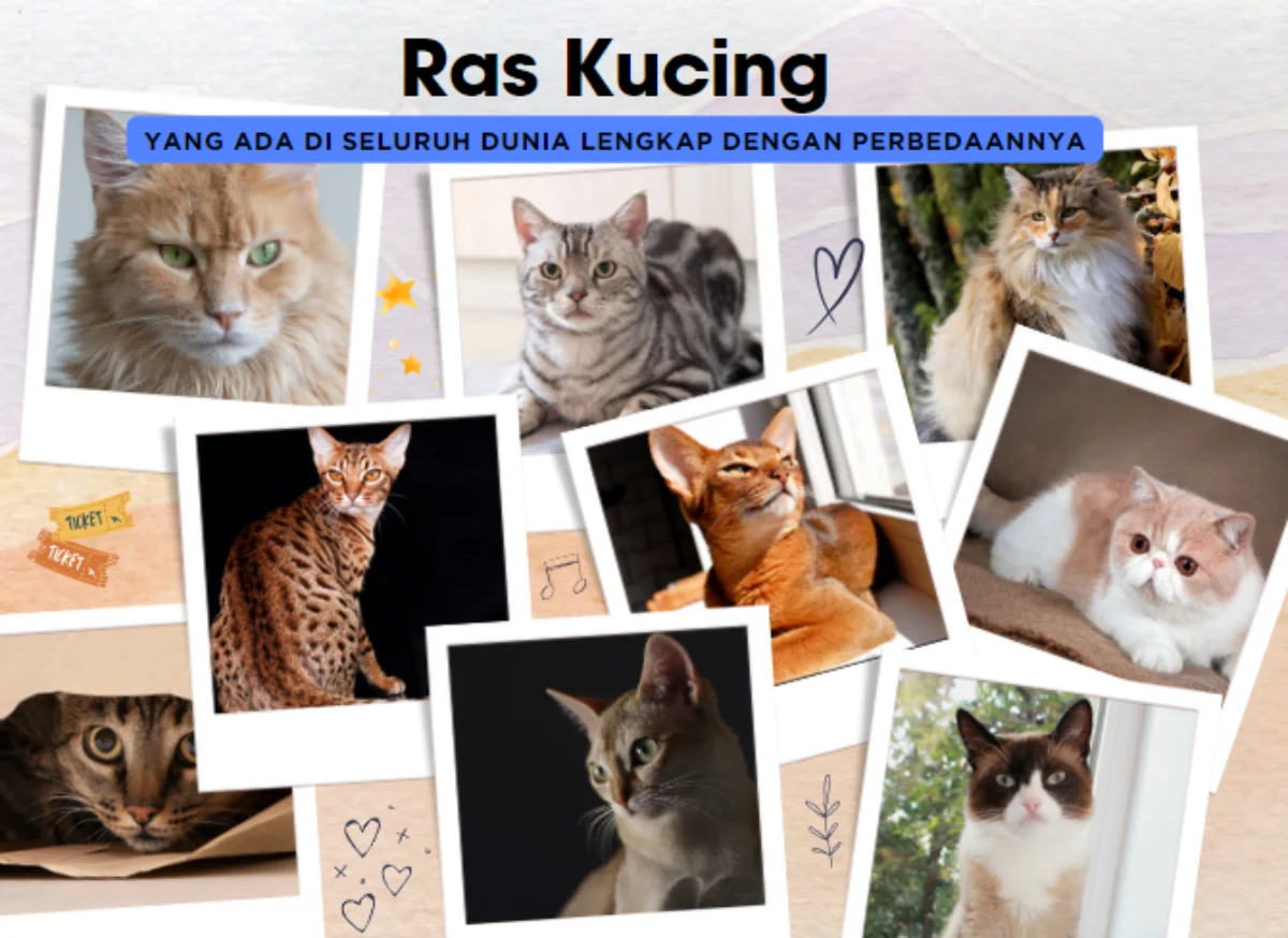 Kenali Ras Kucing yang Ada di Seluruh Dunia Lengkap dengan Perbedaannya ...