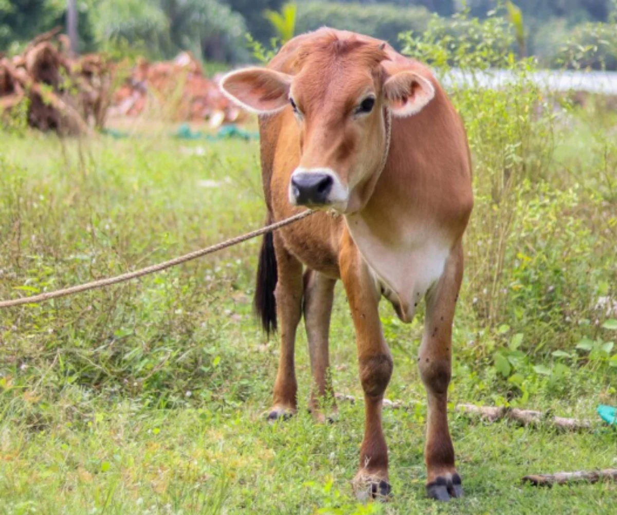 5 Cara Memilih Sapi Untuk Kurban yang Baik dan Benar – Pasundan Ekspres