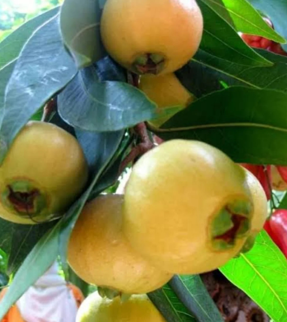 Tak Hanya Segar, Jambu Air Mawar Punya 7 Manfaat Luar Biasa untuk Tubuh ...