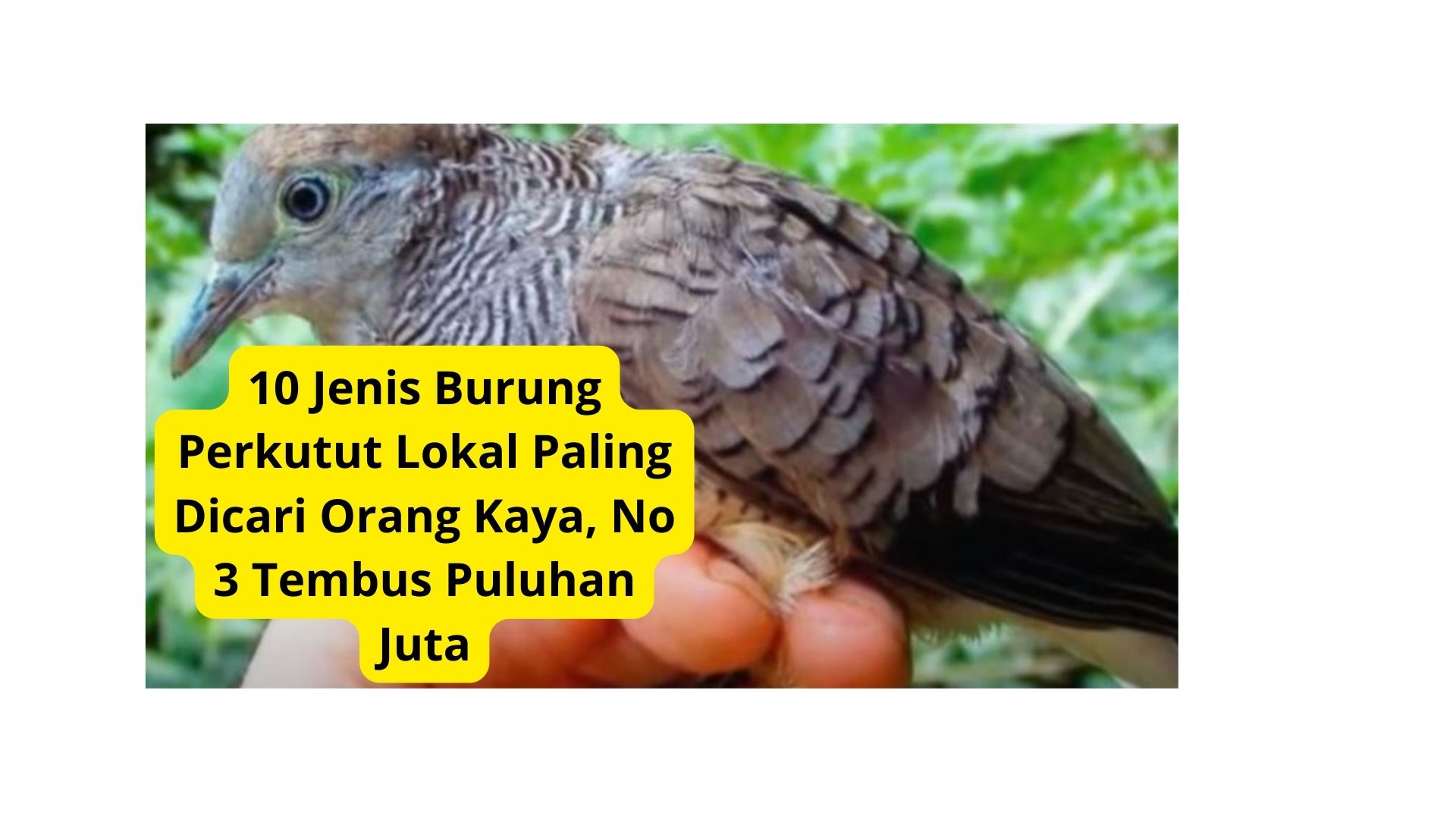 10 Jenis Burung Perkutut Lokal Paling Dicari Orang Kaya, No 3 Tembus ...
