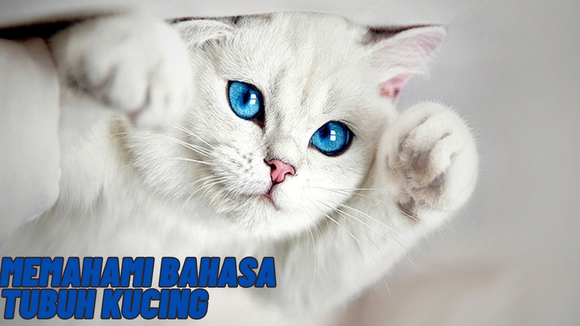 Memahami Bahasa Tubuh Kucing: Tanda-tanda Kebahagiaan dan Kecemasan ...
