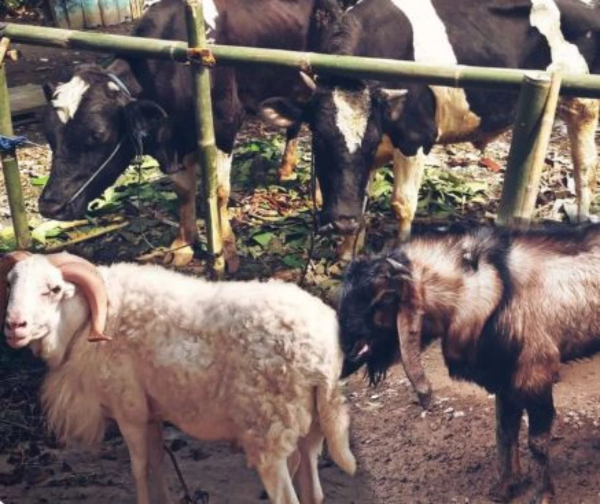 Jangan Asal Pilih, Begini Cara Memilih Hewan Qurban Menurut Ajaran ...