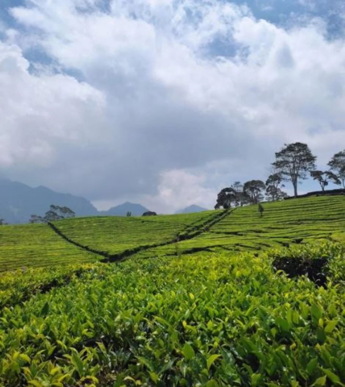 Ini Nih 5 Rekomendasi Tempat Destinasi Wisata Kebun Teh Garut – Radar Garut