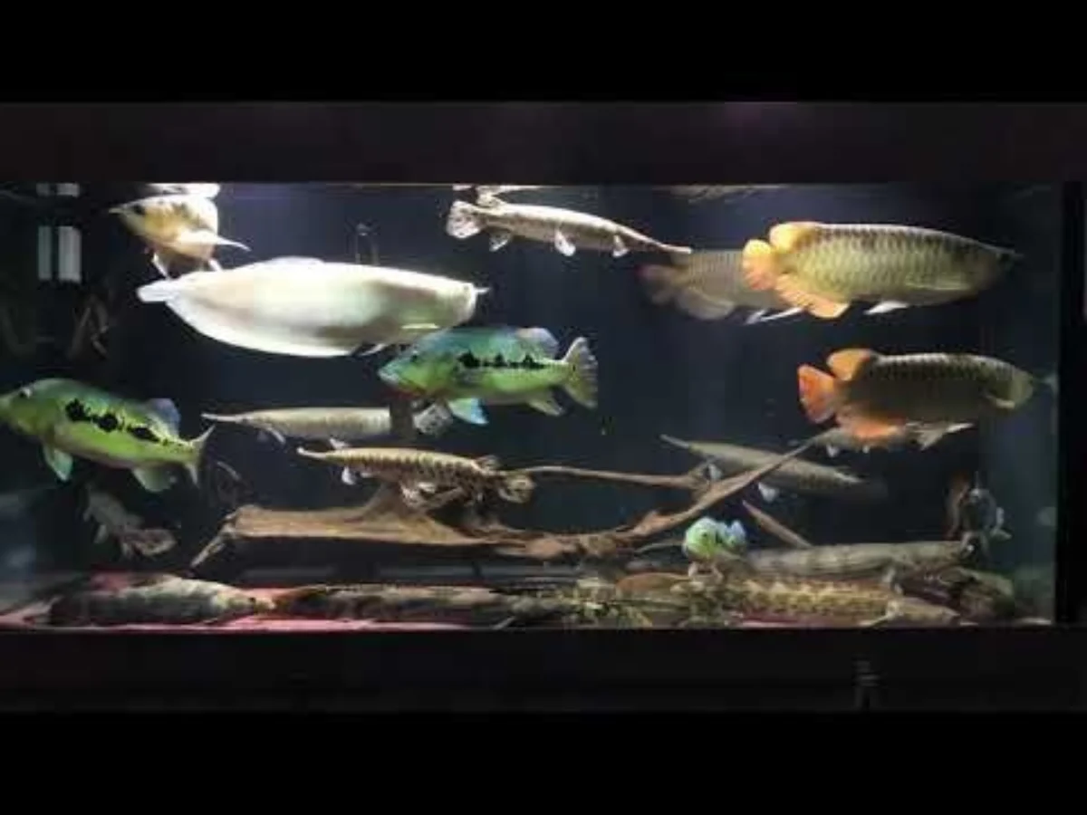 Menyapa Keberanian: Mengenal Ikan Predator yang Cocok untuk Akuarium ...