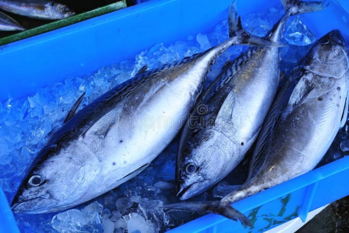 Manfaat Ikan Tuna untuk Kesehatan – Radar Garut