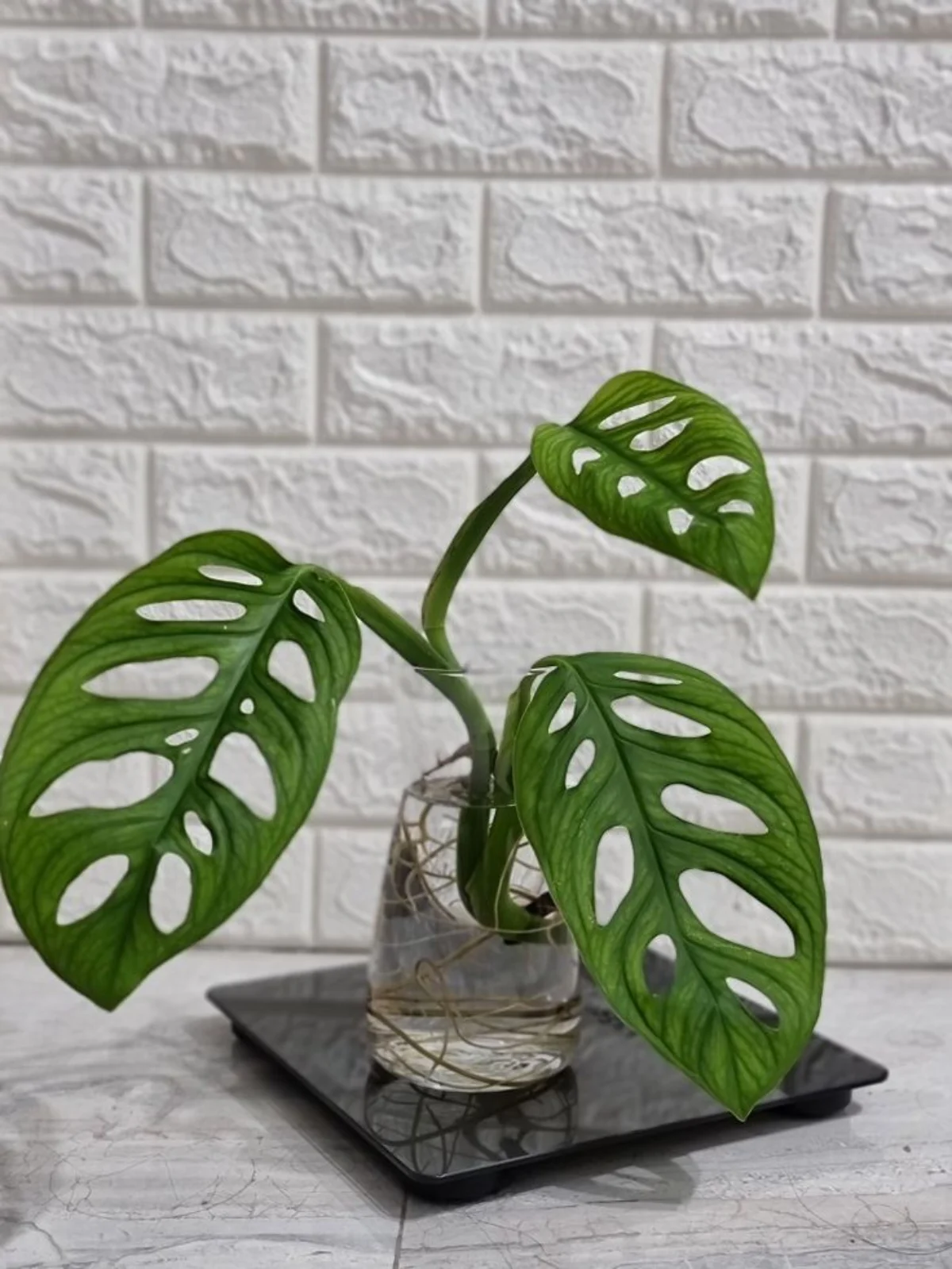 Pesona dan Perawatan Tanaman Hias Janda Bolong – Laman 3 – Radar Garut