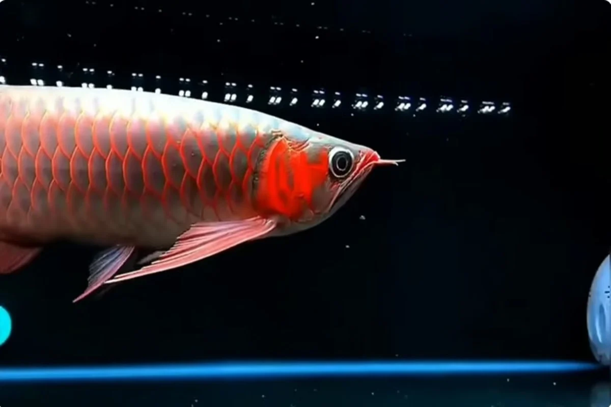 Deretan Ikan Hias Termahal Tahun 2025, Jadi Peluang Usaha Menjanjikan ...