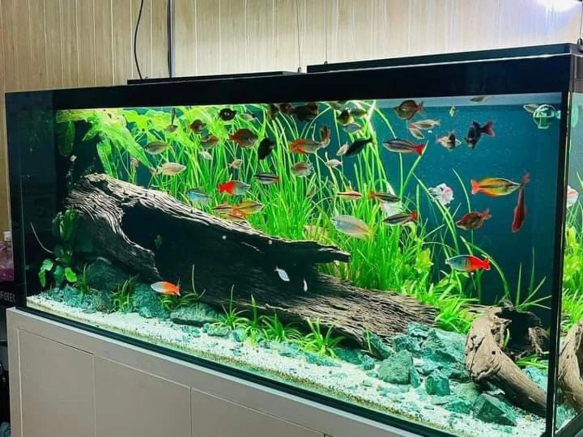 Cara Menata Akuarium dengan Memadukan Ikan dan Tanaman yang Tepat ...