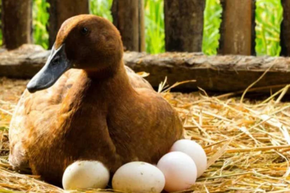 7 Manfaat Telur Bebek untuk Kesehatan – Radar Garut