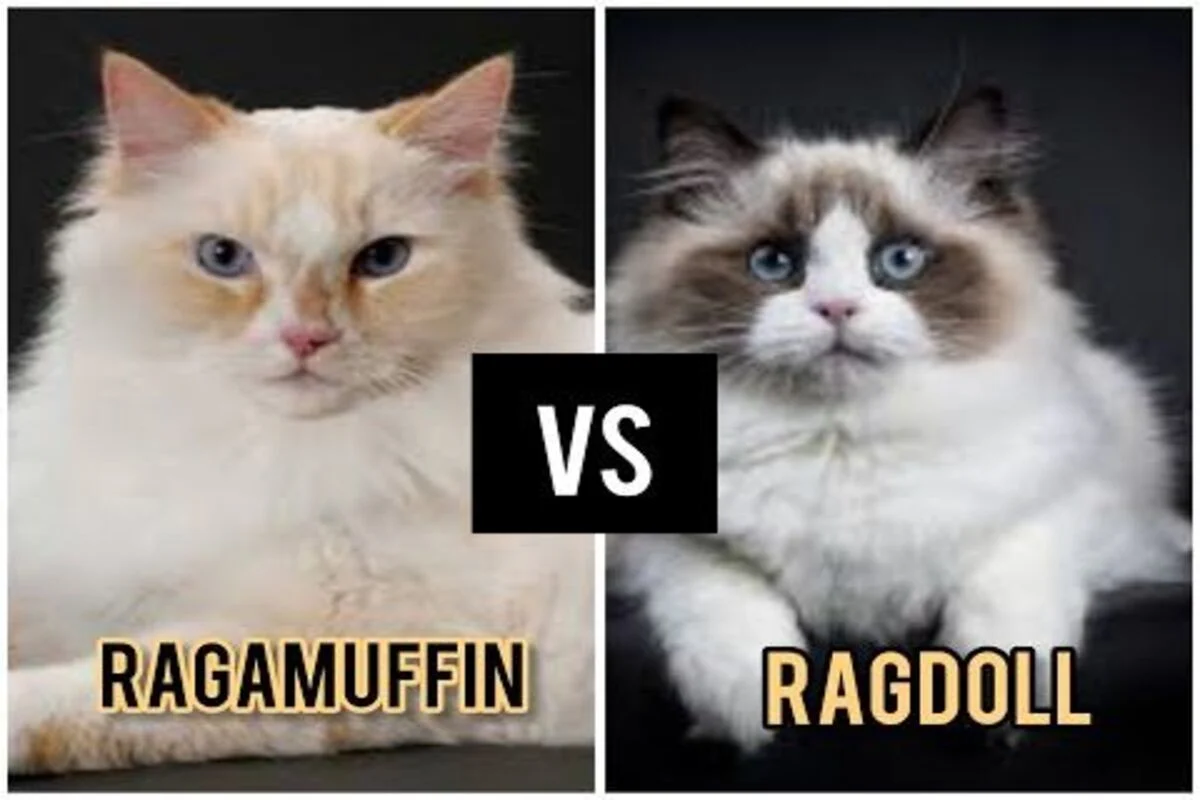 Ragdoll Vs Ragamuffin, Mana yang Terbaik Dipelihara? – Laman 2 – Radar Garut