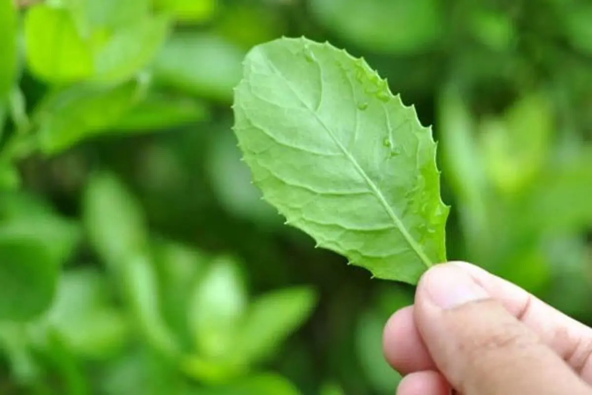 Inilah 10 Manfaat Daun Beluntas, Tanaman Herbal Serbaguna untuk ...