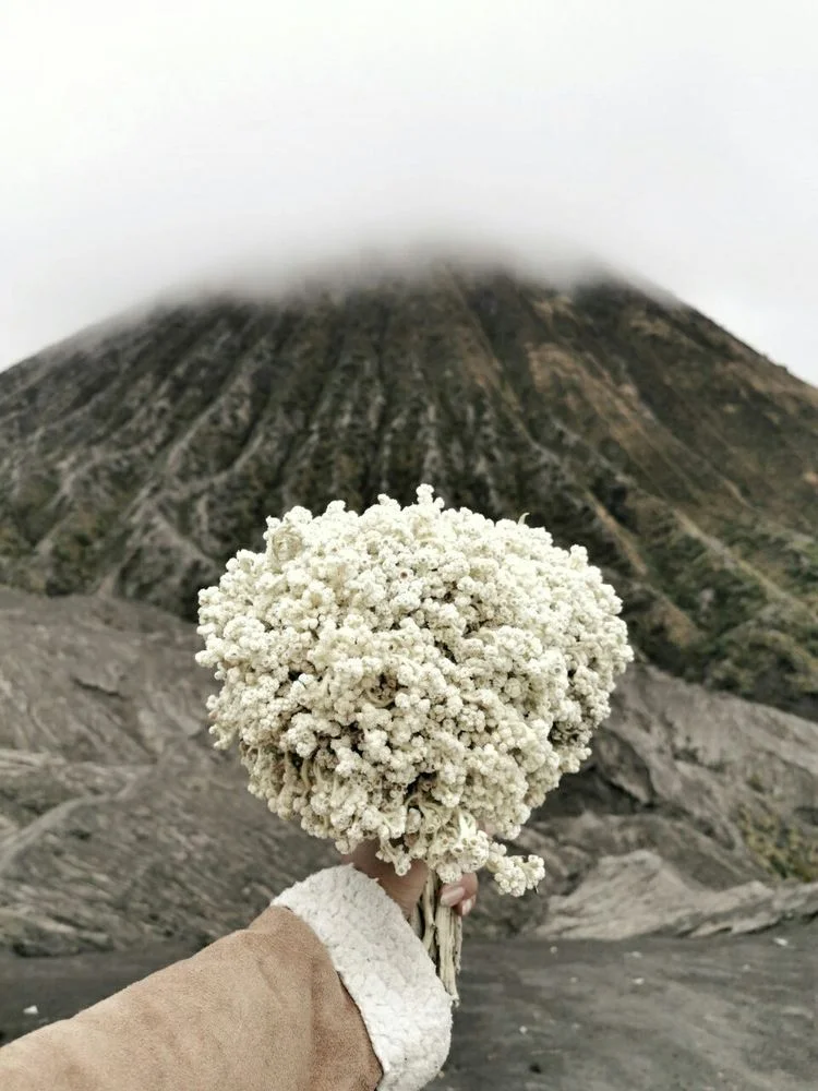 Bunga Edelweis Adalah Tanaman yang Dilindungi, Kenapa ? – Sukabumi Ekspres