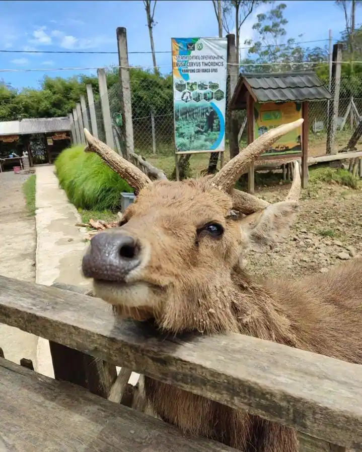 Wisata Alam di Ranca Upas Ciwidey, Menikmati Keindahan Tanpa Batas ...