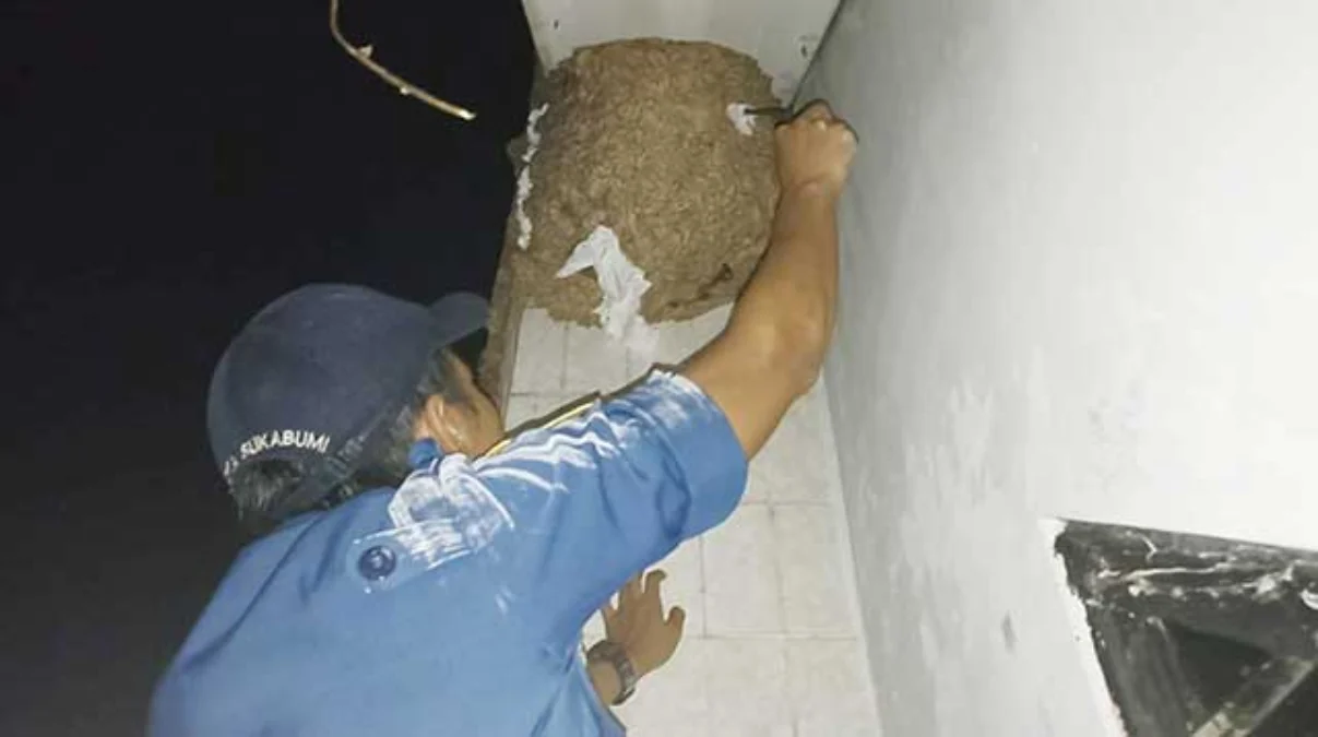 Tim Animal Rescue Evakuasi Ratusan Sarang Tawon di kota Sukabumi ...