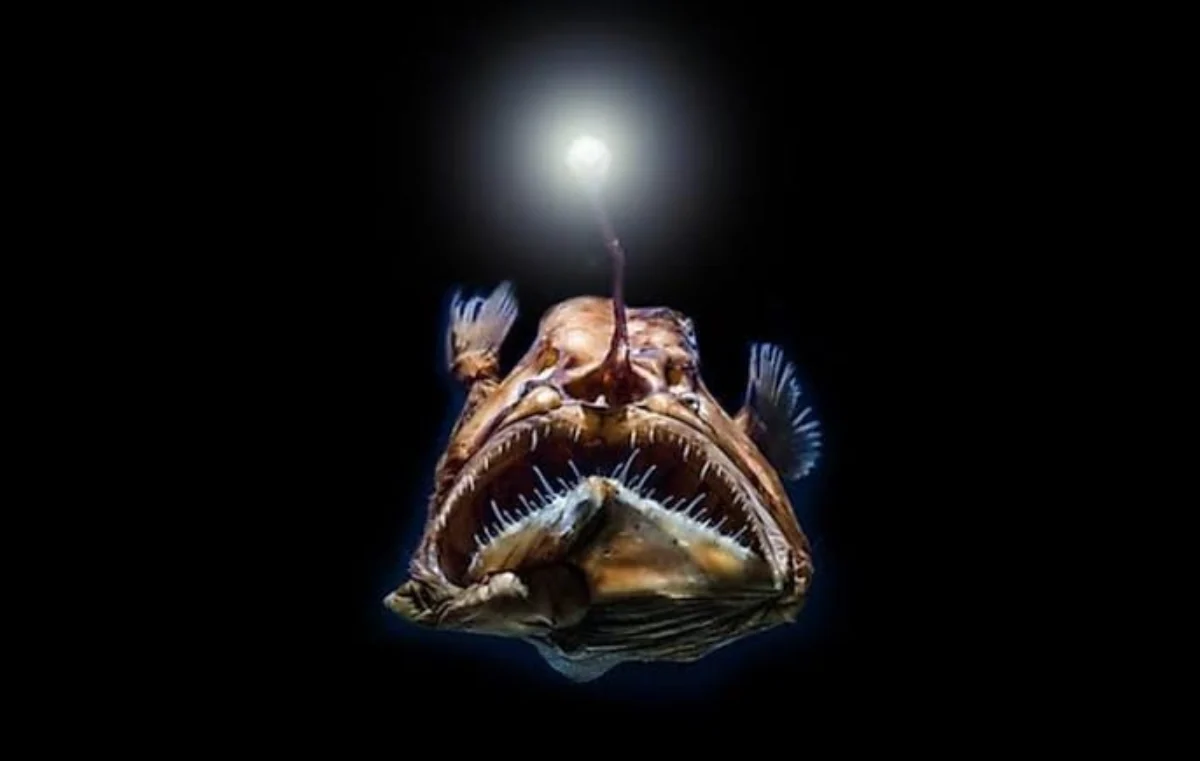 Fakta Menarik tentang Anglerfish, Ikan Pemancing dari Laut Dalam ...