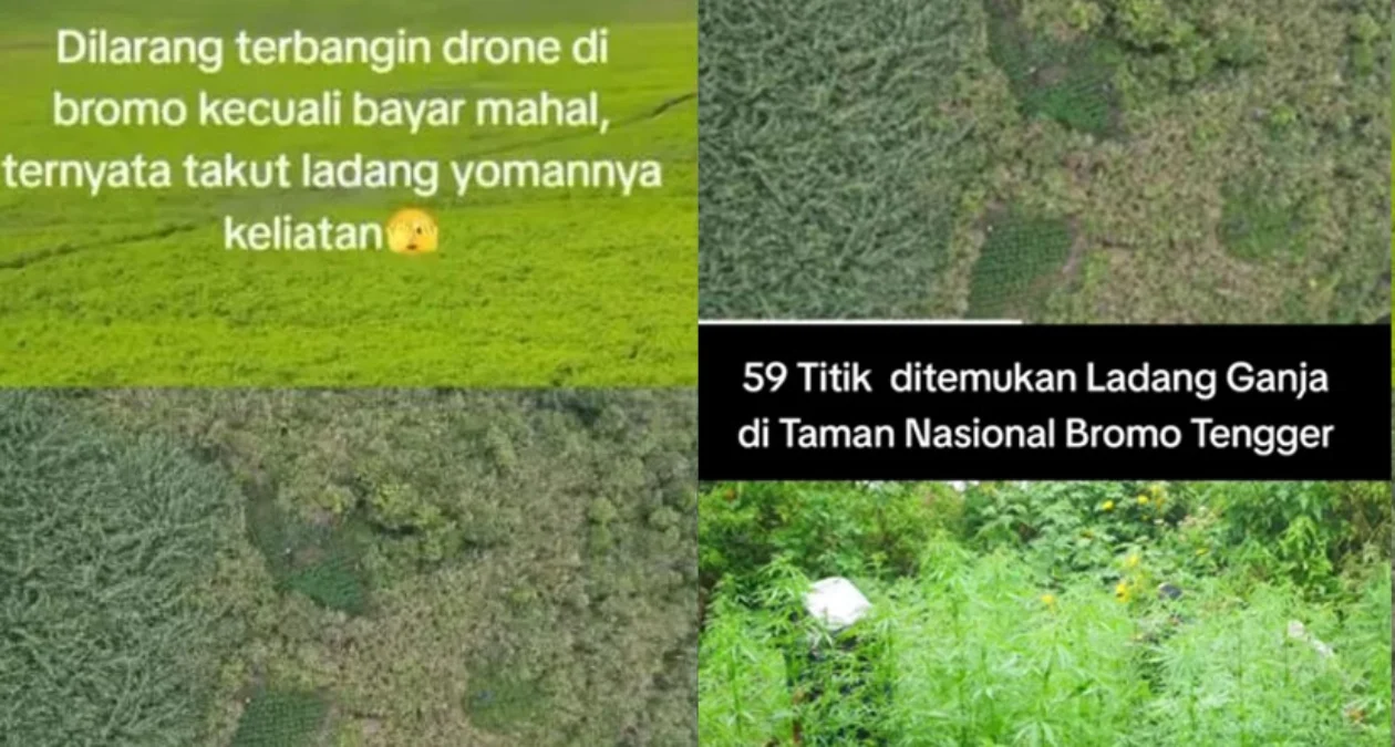 Arti Aturan Wisata ke Gunung Bromo jadi Berubah Usai Skandal Ladang ...