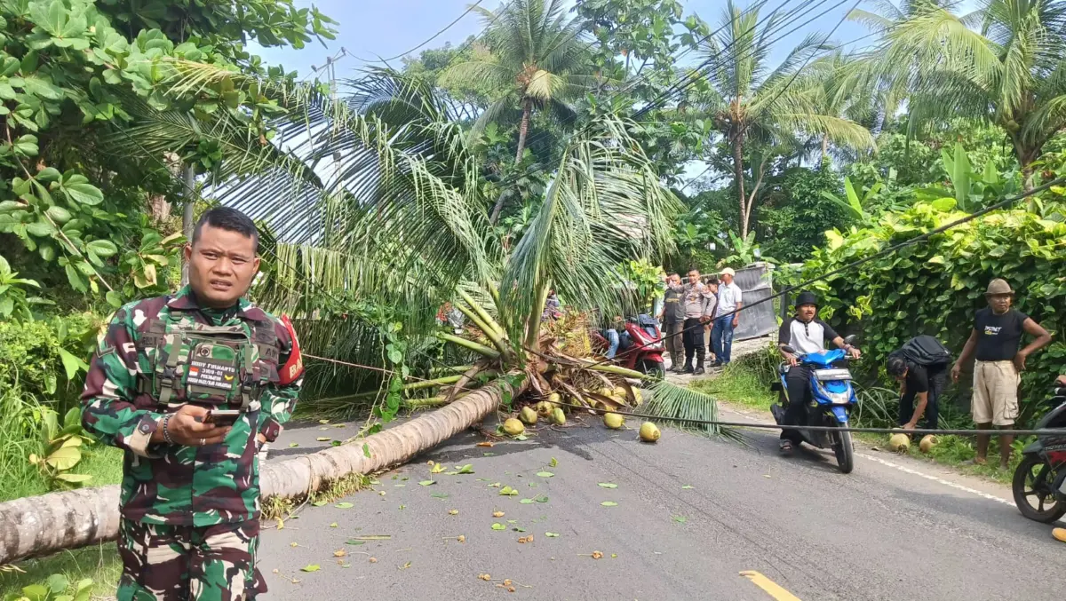 Tak ada Angin dan Hujan, Pohon Kelapa Rubuh Tutup Jalan Raya Cisolok – Sukabumi Ekspres