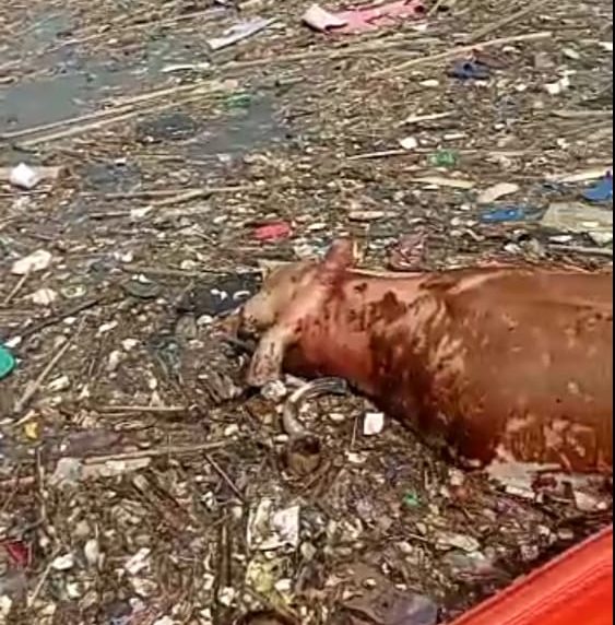 Tak Hanya Sampah, Bangkai Sapi Mengambang di Waduk Jatigede – Sumedang ...