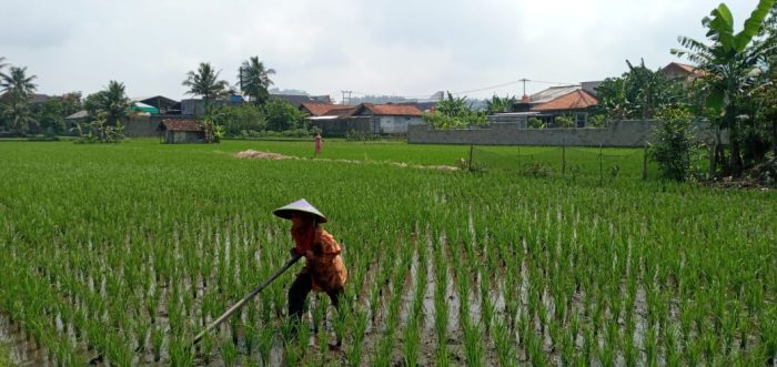 Petani Keluhkan Mahalnya Pupuk Phonska Merah – Sumedang Ekspres