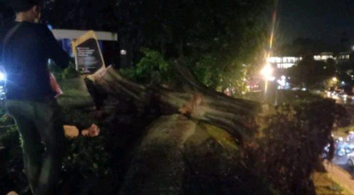 Hujan Deras Disertai Angin Kencang Terjadi di Sebagain Wilayah Kota Bogor, Pohon Tumbang Timpa ...
