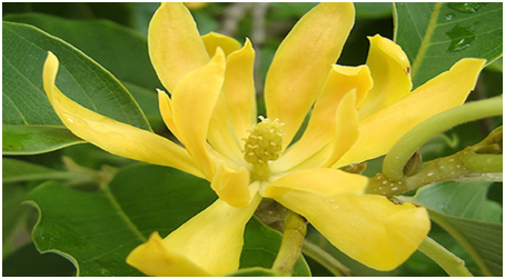 Lirik Dan Makna Lagu Daerah Aceh Bungong Jeumpa – Sumedang Ekspres