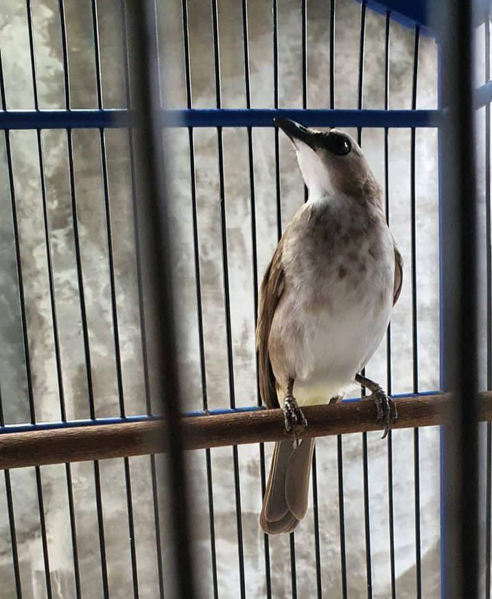 Perbedaan merbah cerukcuk jantan dan betina – Sumedang Ekspres