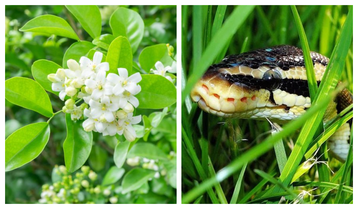 Meski Punya Banyak Manfaat, Bunga Melati Bisa Mengundang Ular ...