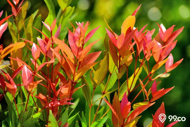 Tips Merawat Bunga Pucuk Merah – Sumedang Ekspres