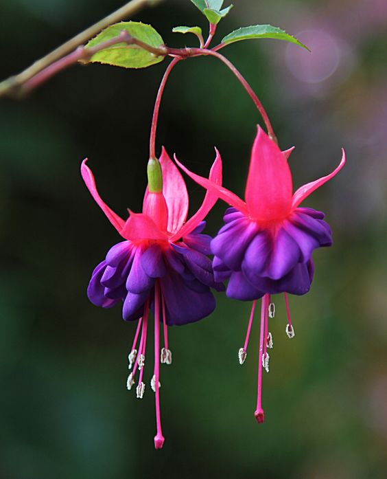 Mengungkap Asal Usul Warna Fuchsia Ternyata Berasal Dari Keindahan ...