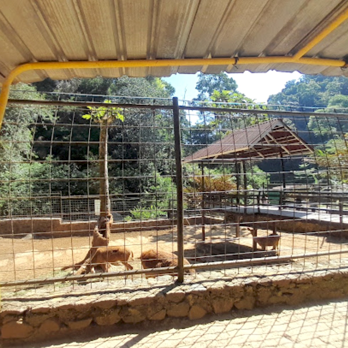 Wisata Kebun Binatang Sumedang Rasakan Keseruan Beri Rusa Makan Wortel ...