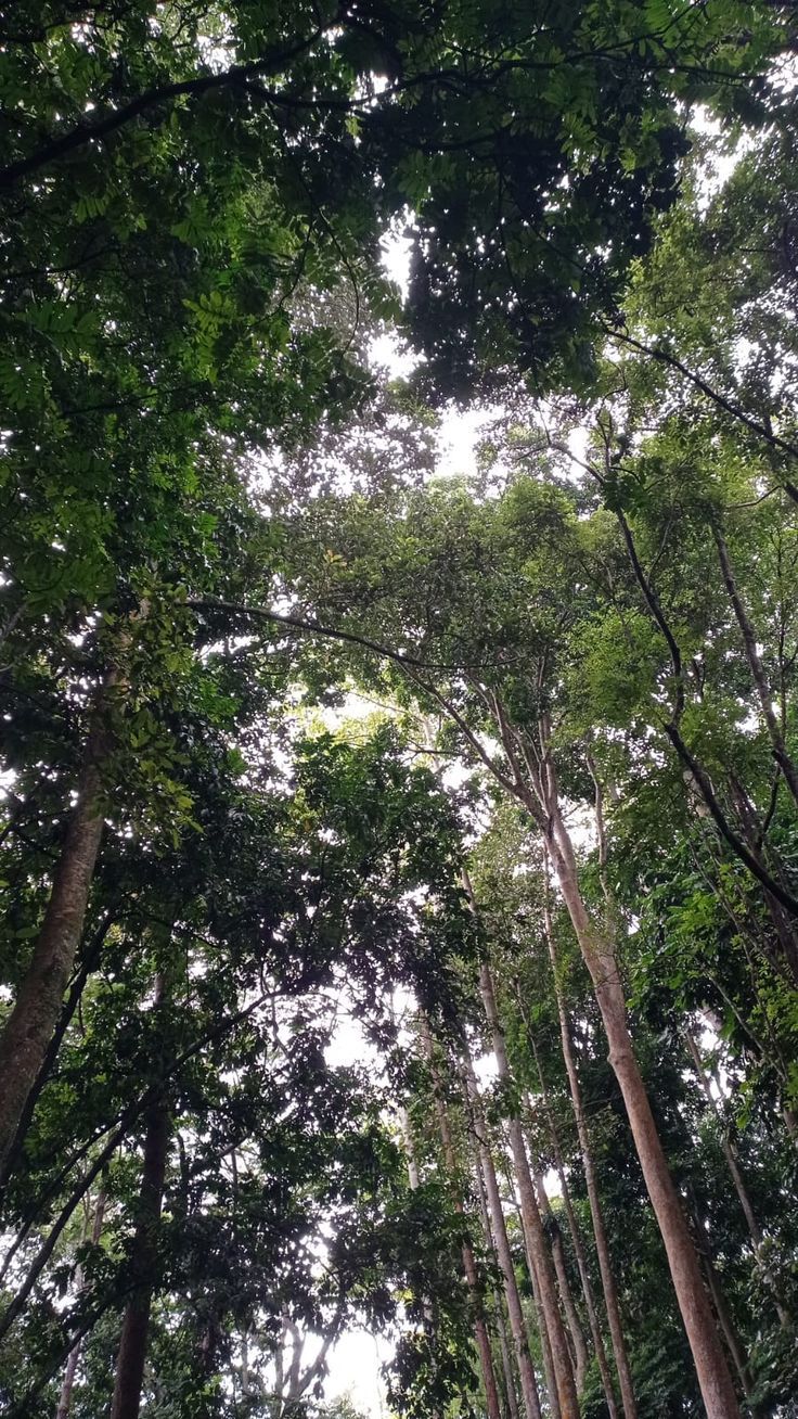 Eksplorasi Keindahan Taman Bunga dan Hutan Raya di Sumedang – Sumedang ...