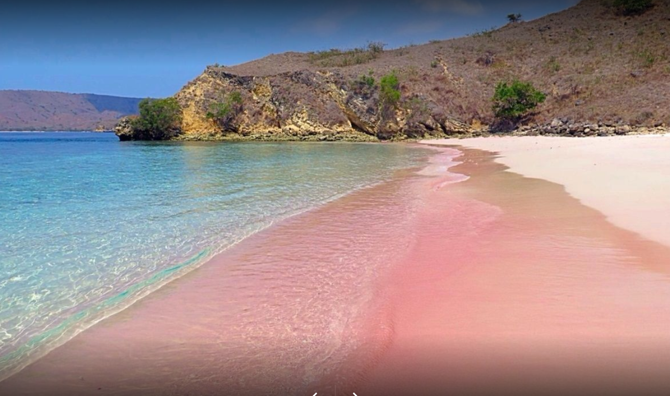 Pantai Pink dan Kehidupan Bawah Laut, Petualangan Warna-warni di Bawah ...