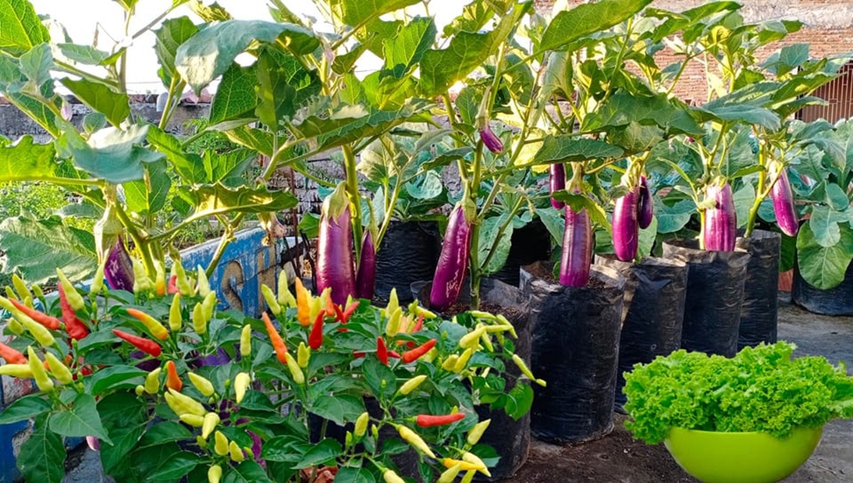 Pengen Punya Kebun Sayur Mini di Halaman Rumah? Yuk Intip Sini ...