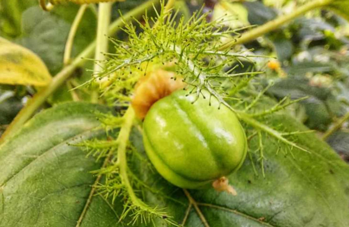 Apa Sebenarnya Buah Rambusa Itu? Katanya Banyak Manfaat dan Khasiatnya ...