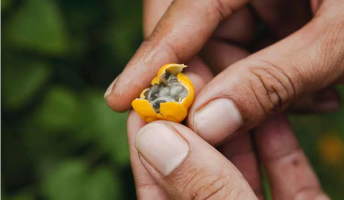 Ciri-Ciri Morfologi Buah Rambusa, Unik Banget – Sumedang Ekspres