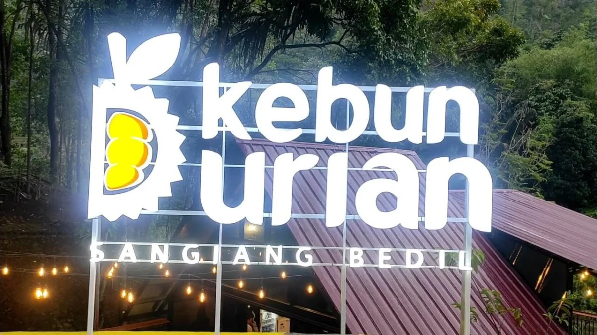 Kebun Durian Sangiang Bedil Sumedang: Surganya Pecinta Durian ...