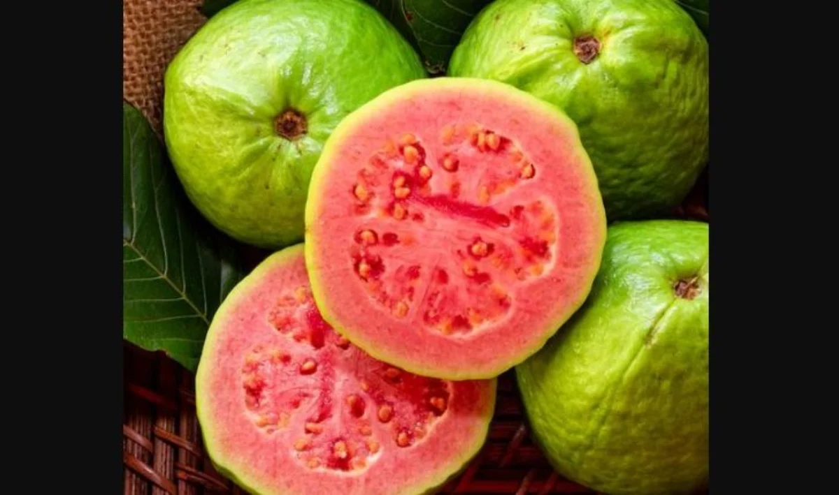 5 Manfaat Jambu Biji Merah untuk Kesehatan Anak yang Perlu Bunda ...