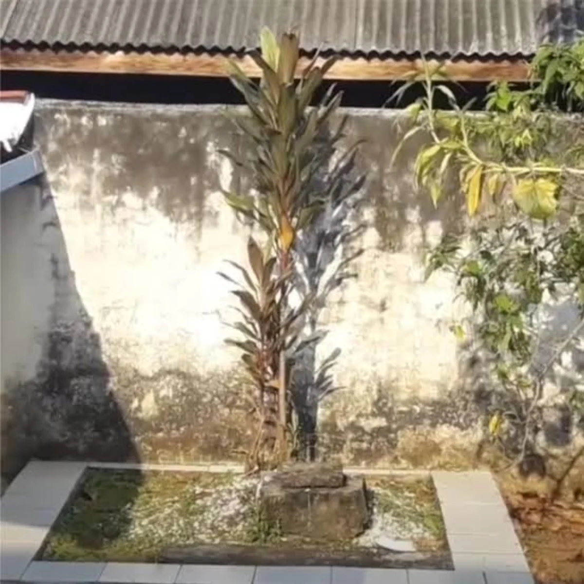 Sejarah Pohon Hanjuang Yang Ditanam Oleh Embah Jaya Perkasa – Sumedang ...