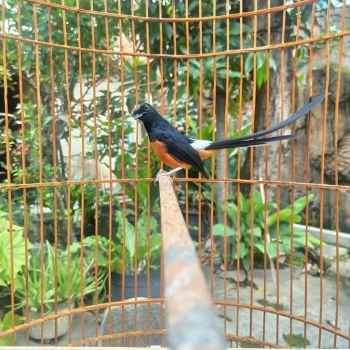 Cara Ampuh Mengatasi Murai Batu Macet Bunyi dengan Porsi Ulat Jerman Hasilnya Mengejutkan ...