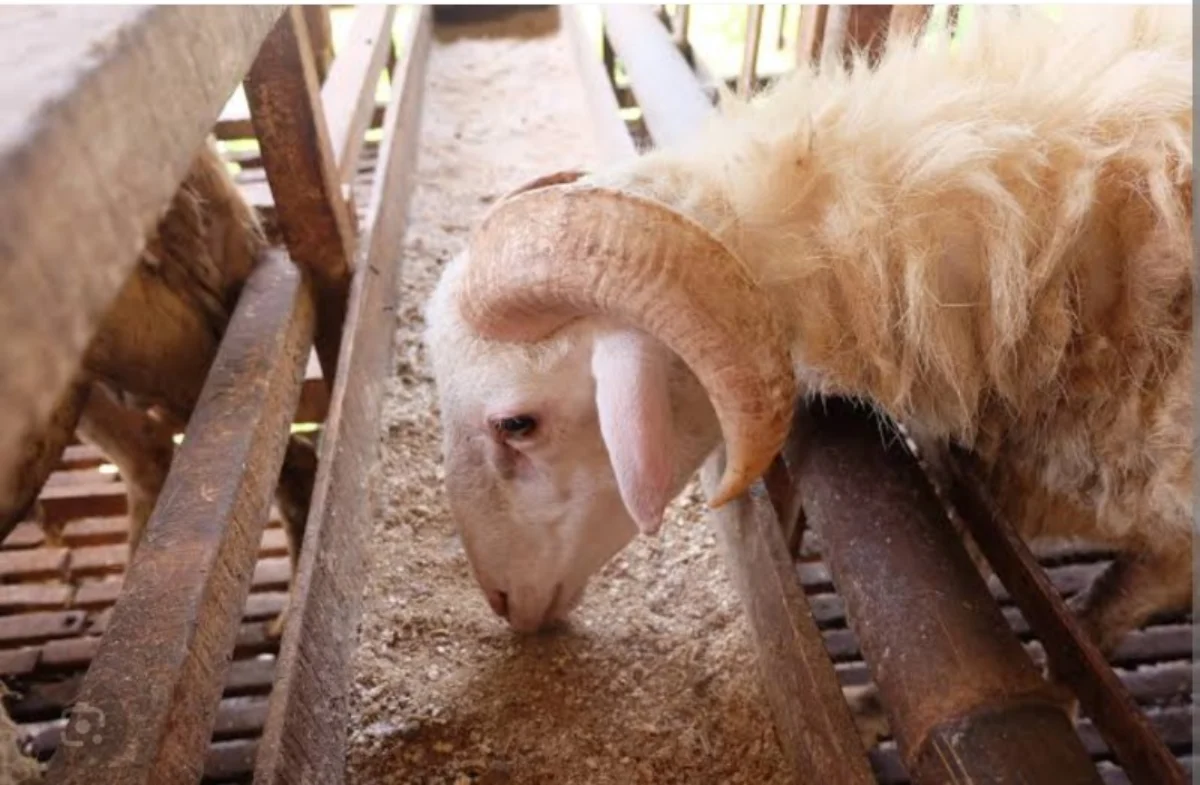 Domba Banyak Dipilih Sebagai Hewan Kurban, Berikut Penjelasan dari ...