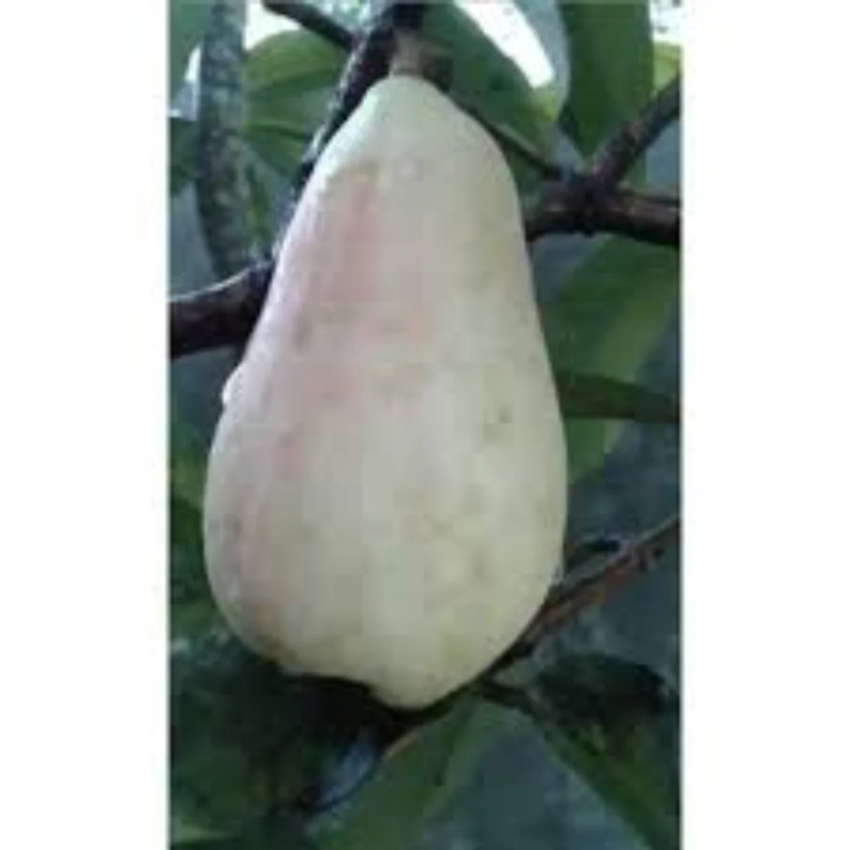 Mengenal Jambu Bol yang Jarang Diketahui – Sumedang Ekspres