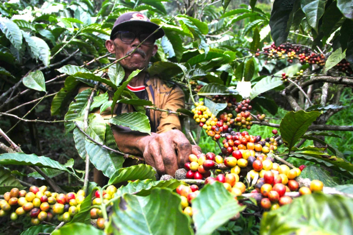 Pohon Kopi Robusta: Karakteristik dan Manfaatnya – Sumedang Ekspres