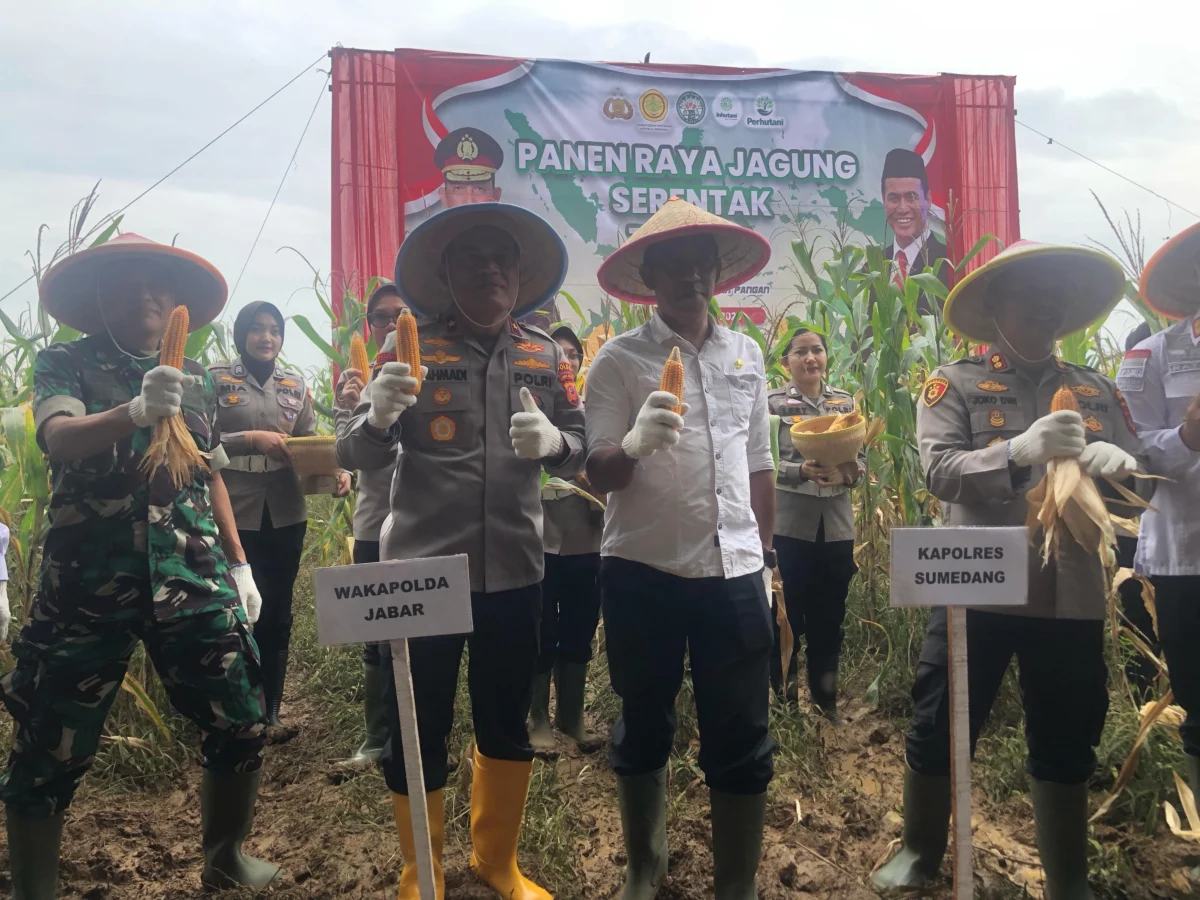Polda Jabar Panen Raya Jagung di Sumedang, Dorong Ketahanan Pangan Berkelanjutan – Sumedang Ekspres